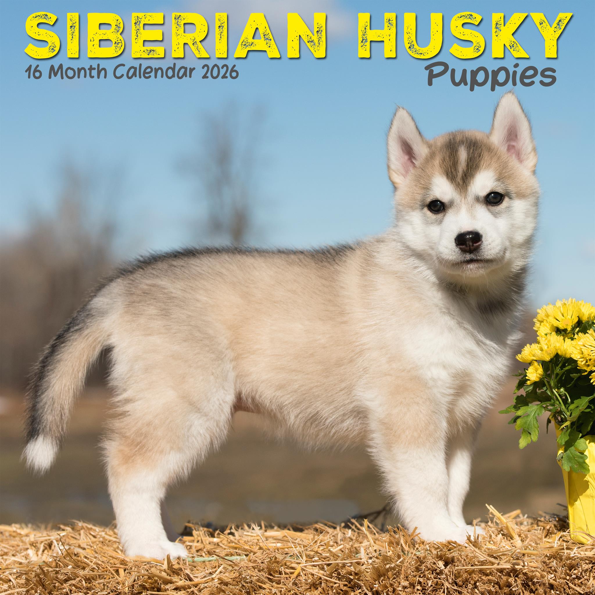 Siberian Husky Puppies 2026 Mini Calendar