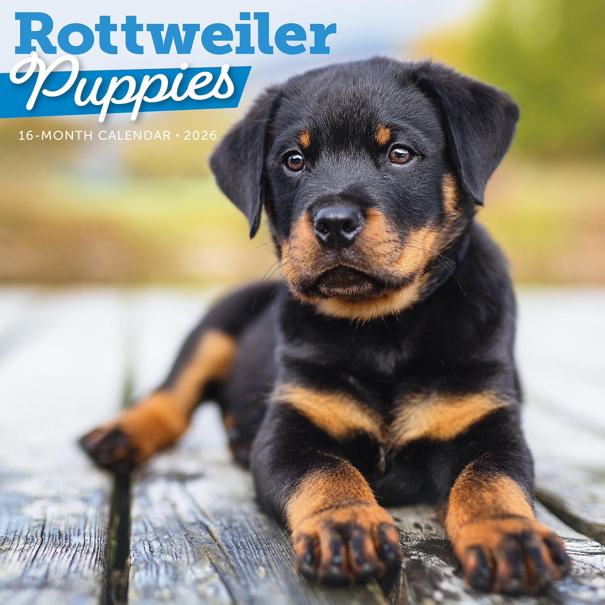 Rottweiler Puppies 2026 Wall Calendar